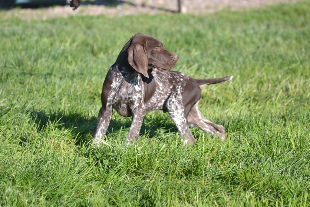 Chiots braques allemands
